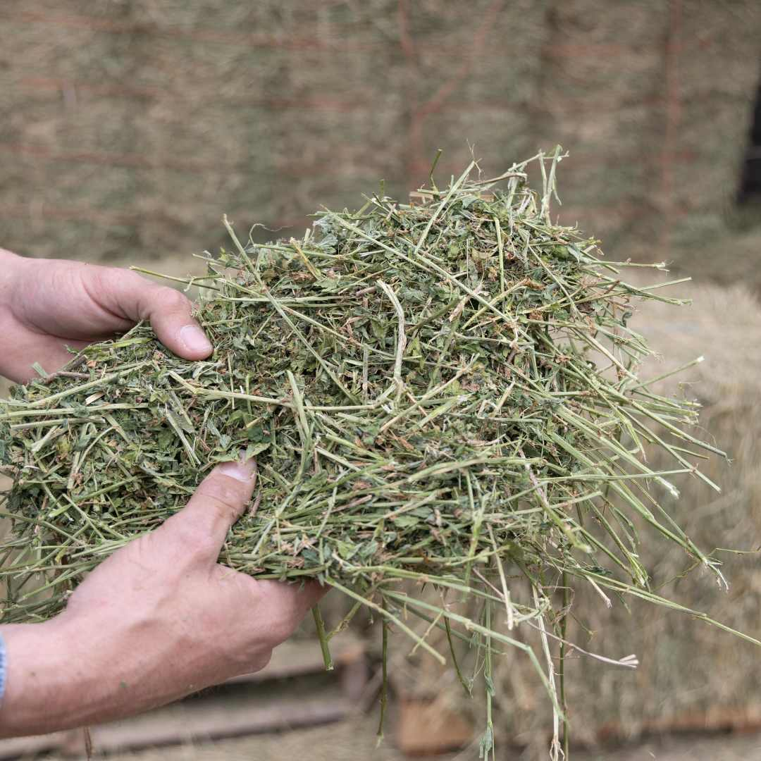 Hay – Hymer Feed Company