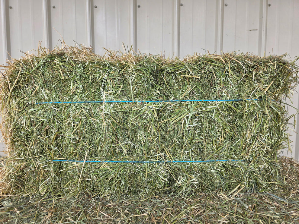 Timothy Orchard Alfalfa Mix 2 String – Hymer Feed Company