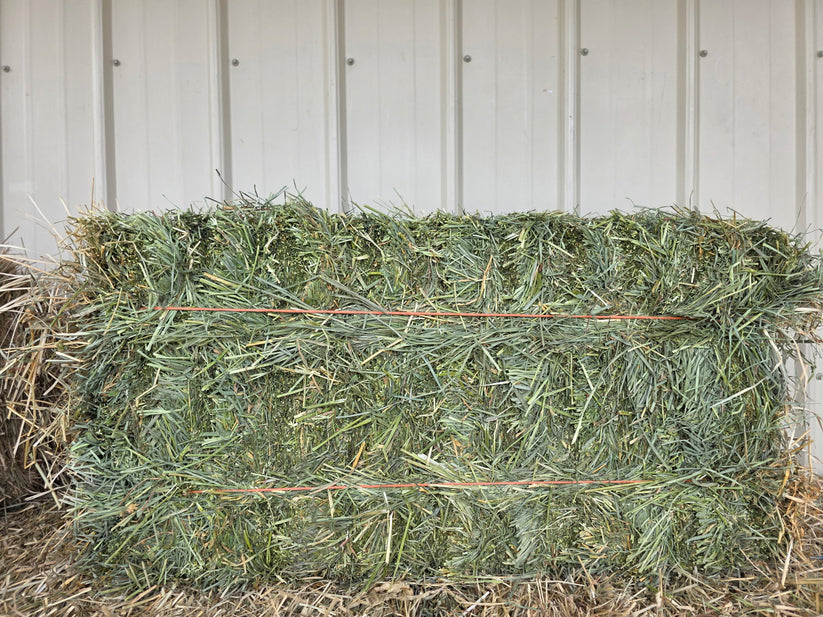 Premium Alfalfa Orchard Grass 2 String – Hymer Feed Company