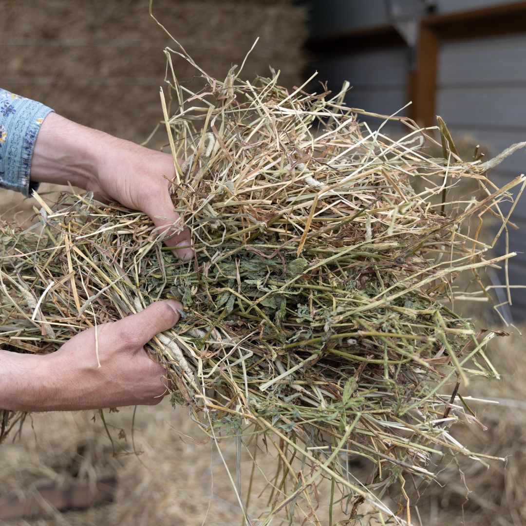 Timothy Orchard Alfalfa Mix 2 String – Hymer Feed Company